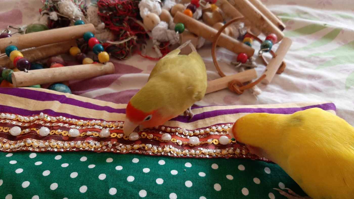 Nesting Behavior in Lovebirds - HubPages