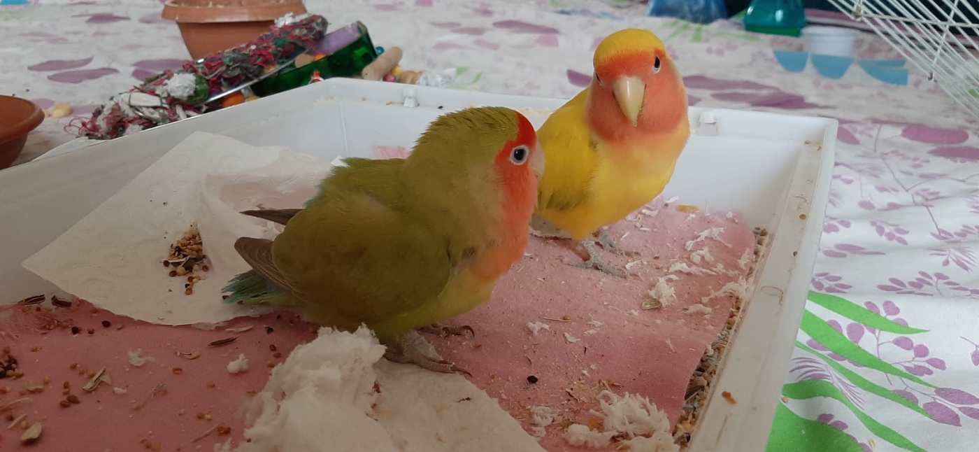 Nesting Behavior in Lovebirds - HubPages