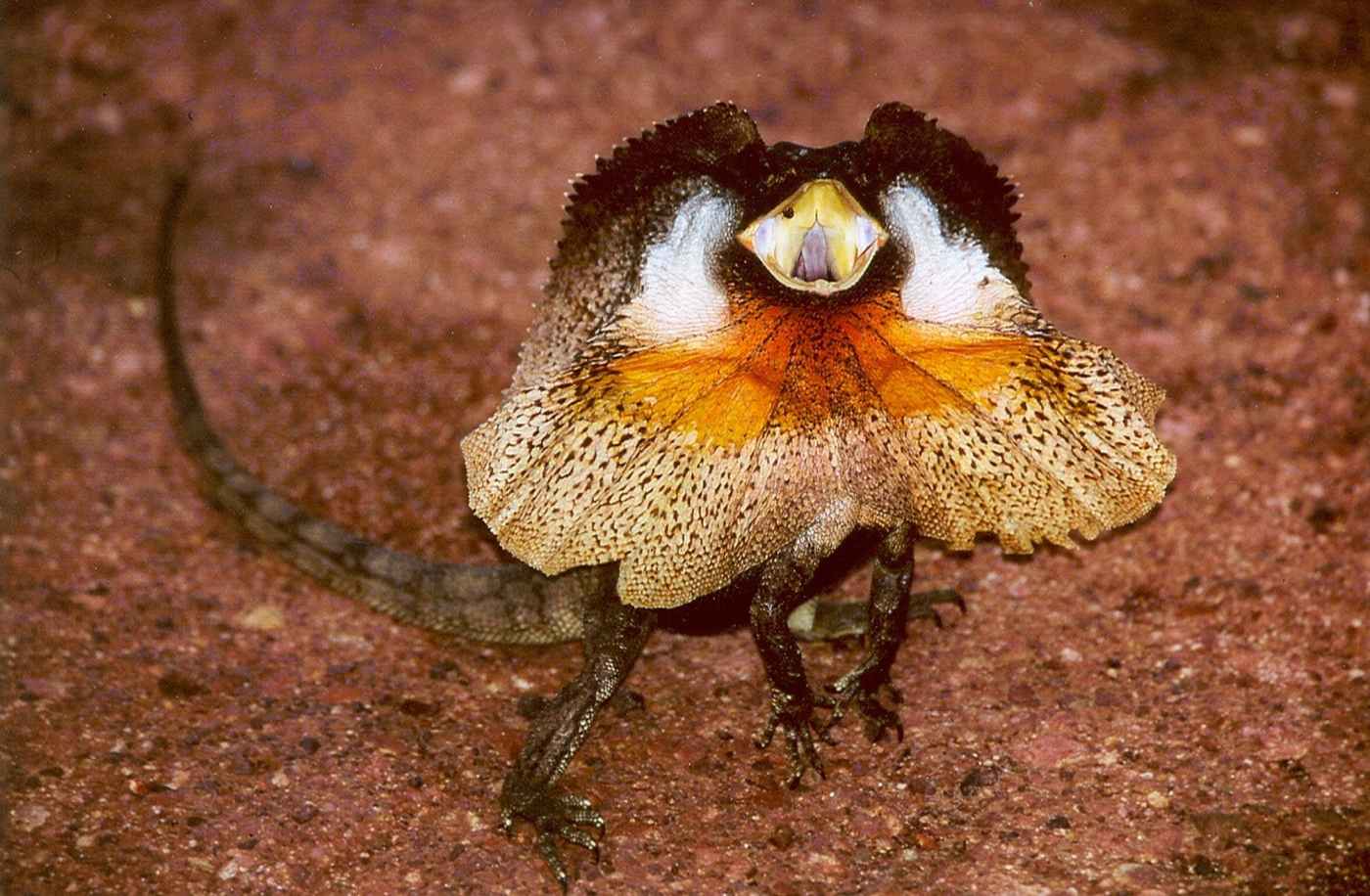10 Types of Most Beautiful Lizards in the World (With Honorable ...