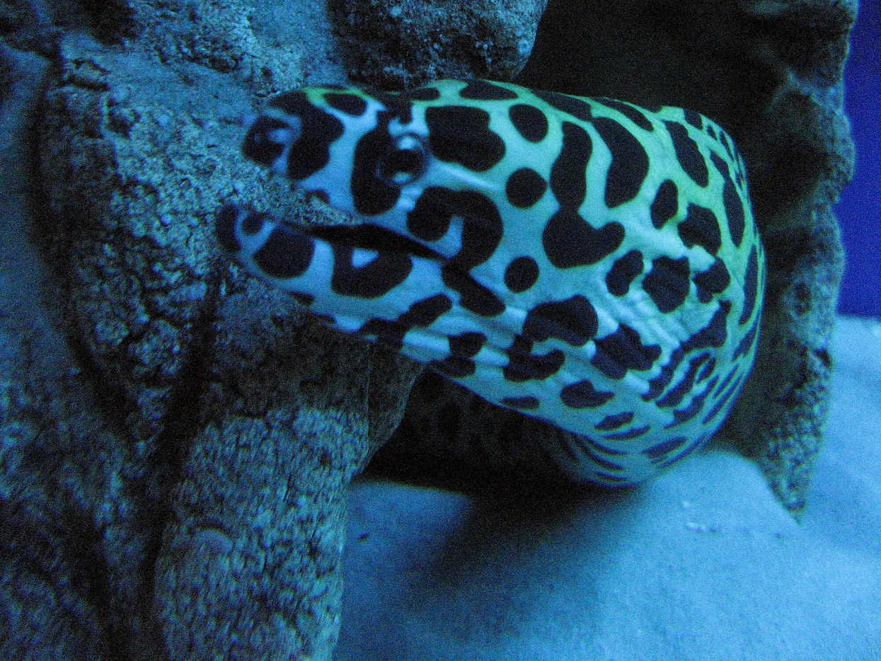 10 of the Most Beautiful Sea Creatures in the World (With Honorable ...