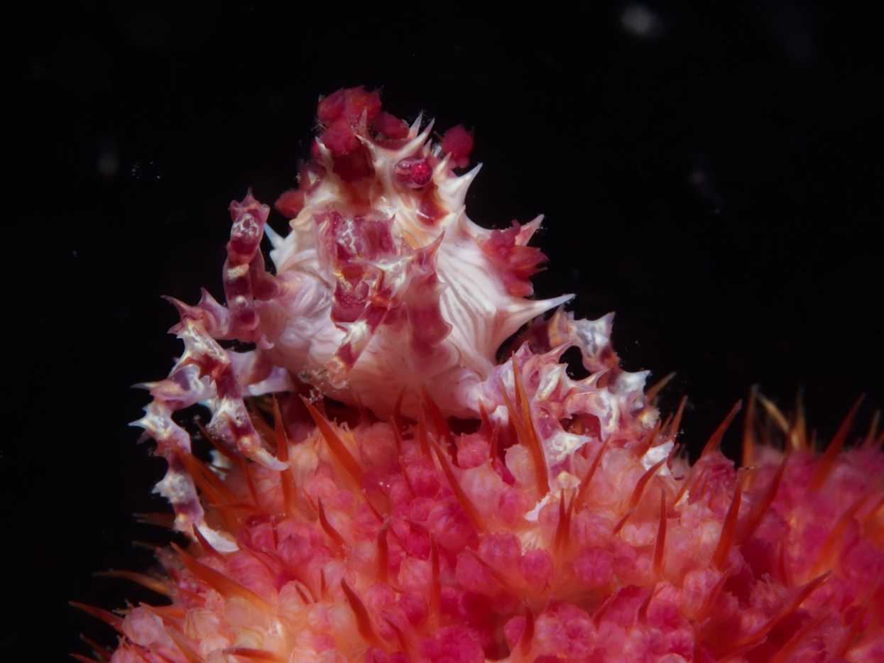 10 of the Most Beautiful Sea Creatures in the World (With Honorable ...