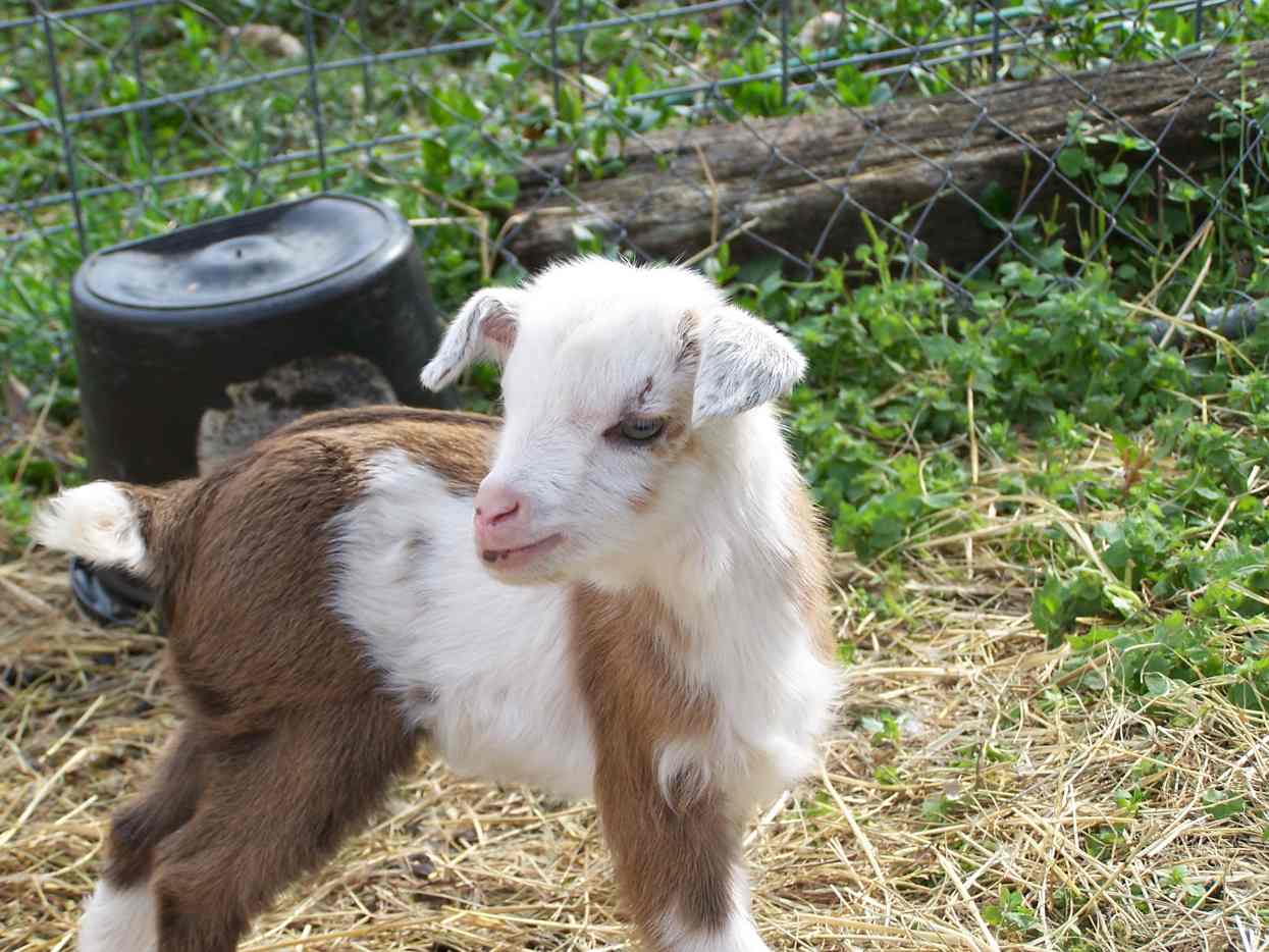 The Pet Goat - HubPages