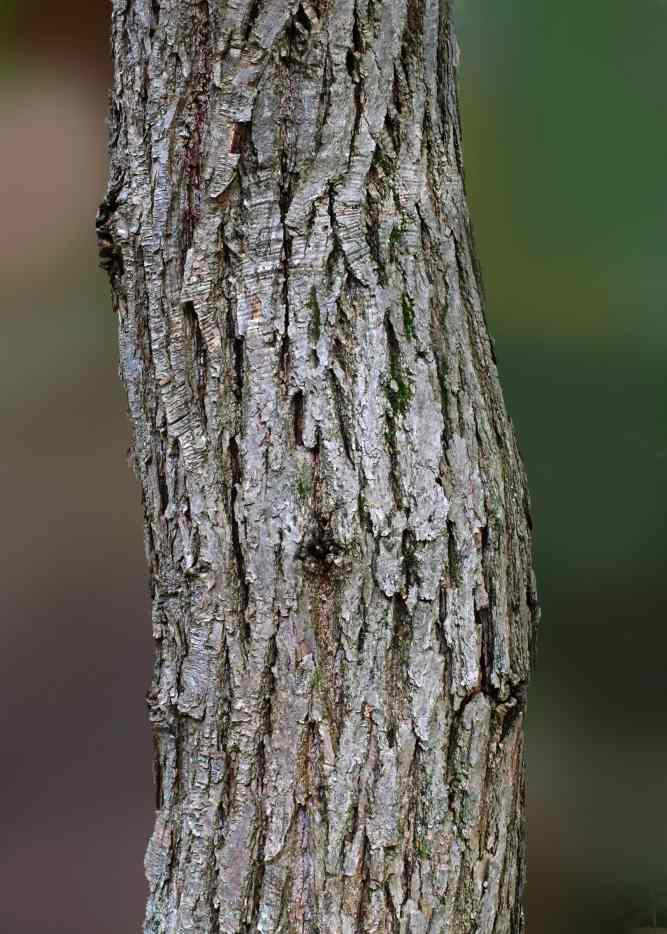 Identifying 8 Less Common, Native Michigan Trees Showing Autumn Colors ...