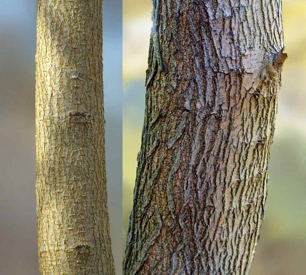 Identifying 8 Less Common, Native Michigan Trees Showing Autumn Colors ...