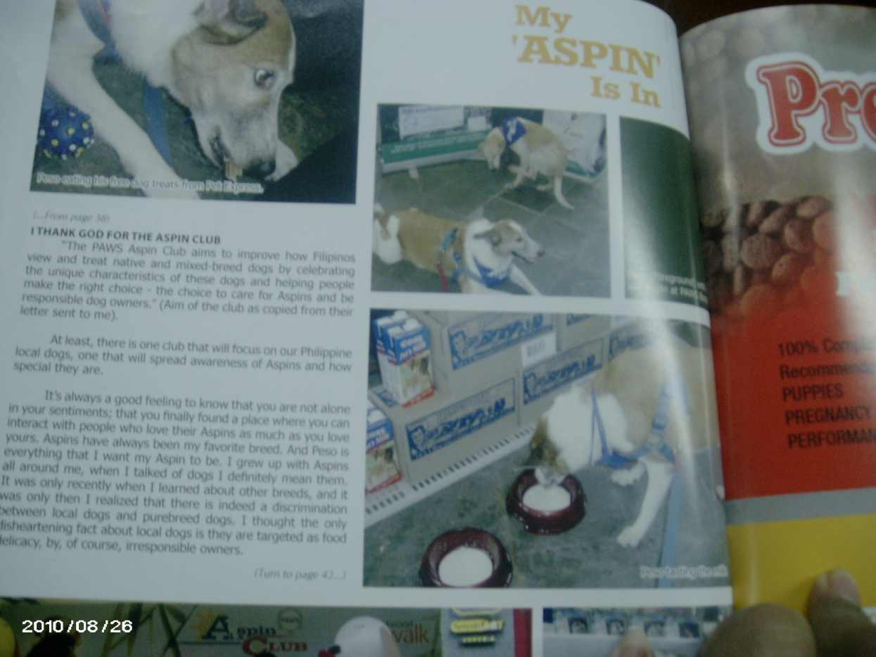 Aspin or Philippine Local Dogs, With Their Very Own Club Called Aspin ...