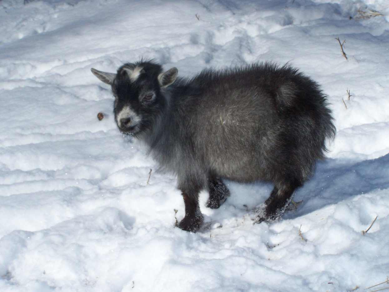 Goats in the Snow - HubPages