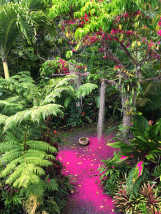 Mountain Apple of Hawaii: Mouthwatering Tropical Taste - Dengarden