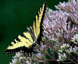 11 Best Native Midwest Flowers to Revive the Environment - HubPages