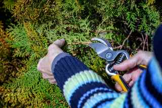 How to Start and Grow Leyland Cypress Trees From Cuttings - HubPages