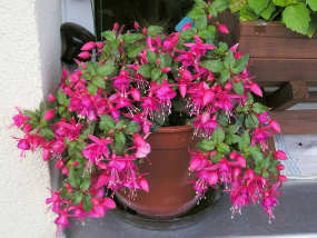 Guide to Fuchsia Fruit - HubPages