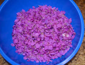 Fireweed Syrup Recipe: How to Make Flower-Infused Syrup - Delishably