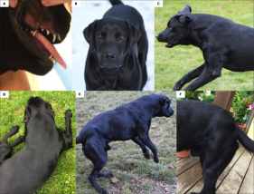 Fainting Goats: Why Do They Faint? - Owlcation