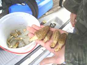 A Guide to Mushroom Hunting for Morels in Southern Oregon - Owlcation