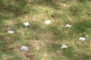 Insect Science Projects - Owlcation