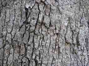 Common Types of Oak Trees (With Bark Photos for Identification) - HubPages
