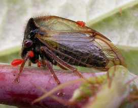 What Are Mites? The Red Velvet Mite (Trombidiidae) - HubPages