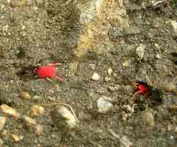 What Are Mites? The Red Velvet Mite (Trombidiidae) - HubPages