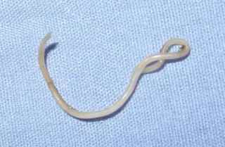 Intestinal Worms in Dogs: Symptoms and Treatment - PetHelpful