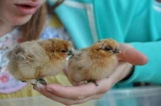 Silkie: A Comprehensive Guide to the Furry Chicken - HubPages