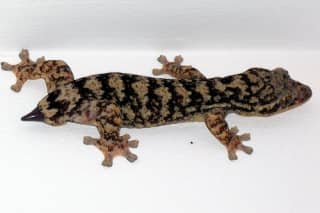 Why and How Do Lizards Regenerate Their Tails? - PetHelpful