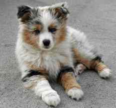 18 Interesting Facts About Australian Shepherds - PetHelpful