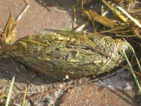 How to Care for Your Sulcata Tortoise - HubPages