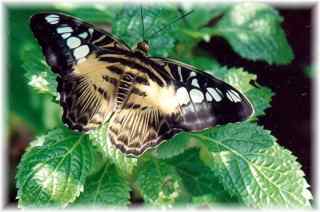 Cockrell Butterfly Center: Houston Museum of Natural Science - HubPages