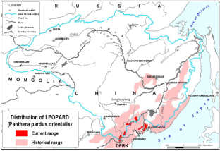 Amur Leopard - A Critically Endangered Species - HubPages