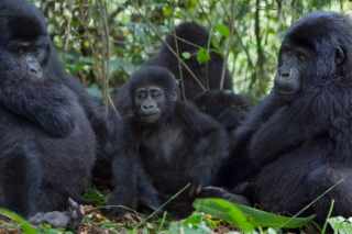 Cross River Gorilla - A Critically Endangered Species - HubPages