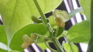 Complete Guide to Filipino Vegetables (With Tagalog Names) - HubPages