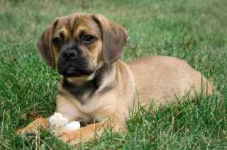 Top 10 Most Popular Cross-Breed Dogs - HubPages