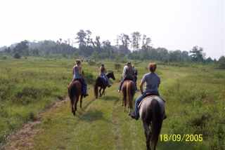 Different types of horse disciplines - HubPages