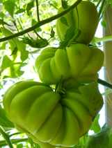 The Pleated Zapotec Heirloom Tomato - HubPages