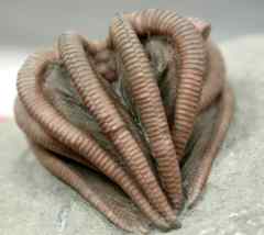 Finding Tennessee Fossils - HubPages