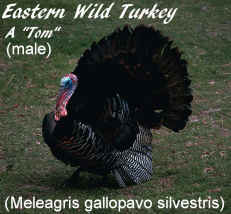 The 5 Wild Turkey Subspecies in North America (With Photos) - Owlcation