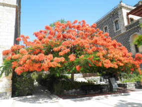 Flame of the Forest - Delonix Regia - Gulmohar Tree - HubPages