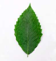 Identifying 13 Common Native Michigan Trees; Featuring Autumn Colors ...