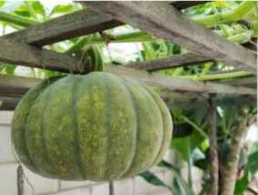 Complete Guide to Filipino Vegetables (With Tagalog Names) - HubPages