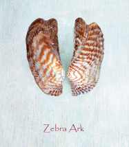 Clam Identification and Facts (From Arks to Tellins) - HubPages