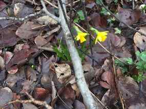 Spring Flowers of the Pacific Northwest: Photos and Plant Facts - Owlcation