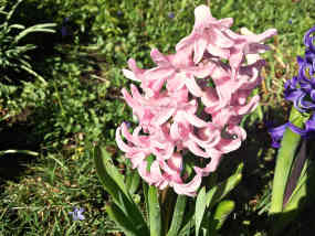 Spring Flowers of the Pacific Northwest: Facts and Photos - Owlcation