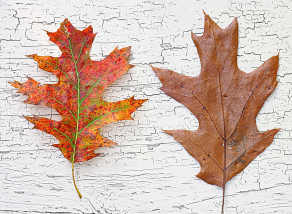 Identifying 13 Common Native Michigan Trees Showing Autumn Colors ...