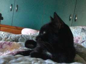 The Feline Five ~ a Poem About Cats - HubPages