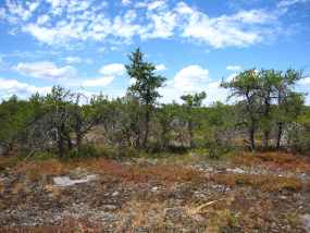 5 Most Common Pine Trees of Michigan - HubPages