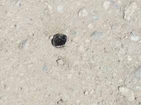 Apache Leap: The Legend of Apache Tears - HubPages