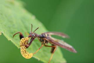 The Intriguing Wasp Mantidfly - HubPages