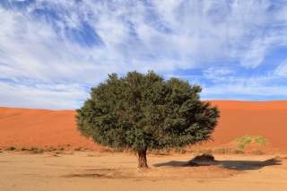 6 Hardest Trees in the World (With Photos) - HubPages