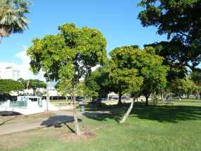 6 Hardest Trees in the World (With Photos) - HubPages