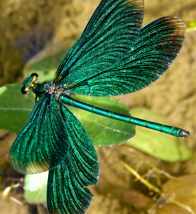 Top 15 Most Beautiful Insects and Most Amazing Bugs in the World - HubPages