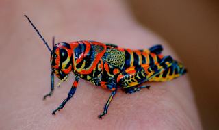 Top 15 Most Beautiful Insects and Most Amazing Bugs in the World - HubPages